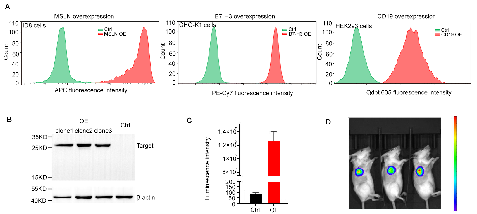 Overexpression Stable Cell Line | VectorBuilder